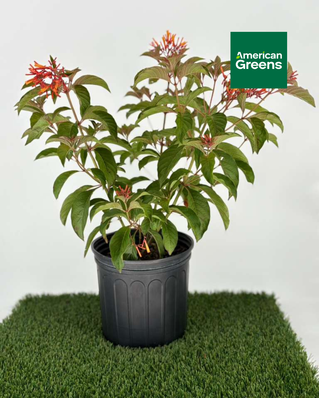 Firebush: Fast-Growing Red-Orange Blooms & Wildlife Appeal – American ...